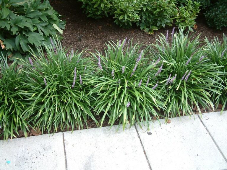 How to Grow Liriopes: The Complete Plant Guide - Complete Gardening