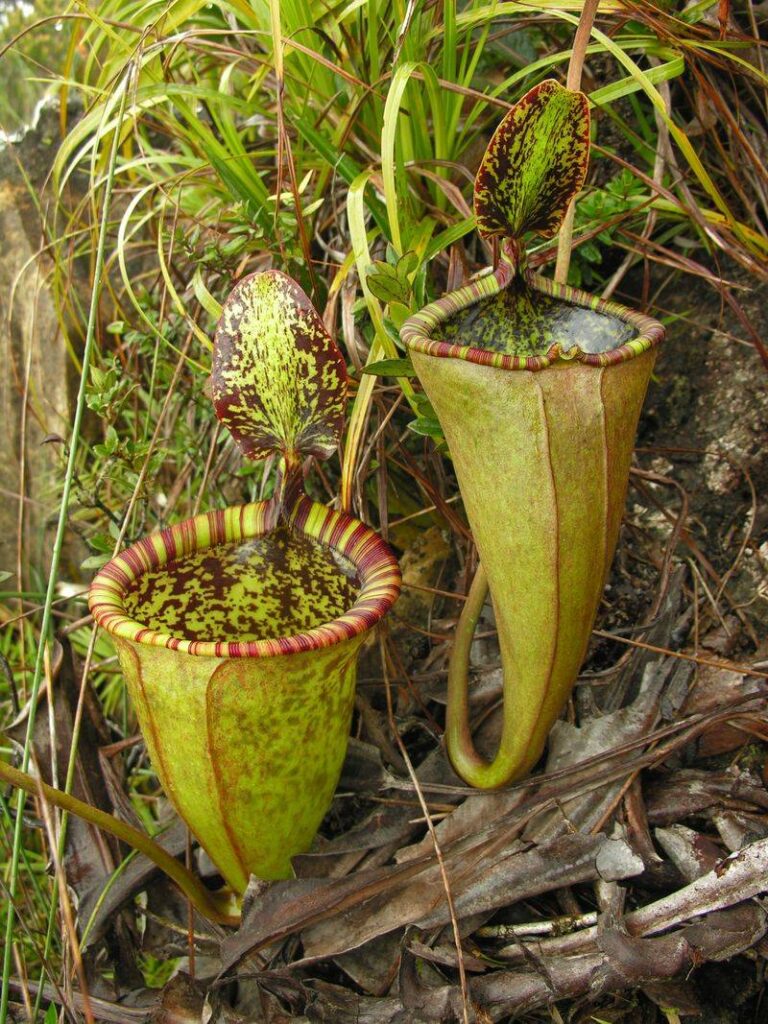 Forget Roses Have Thorns — These 14 Plants Have Actual Teeth and Traps ...