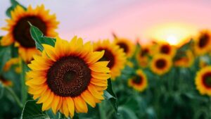 36 Flower Meanings and What Each Bloom Symbolizes - Complete Gardening