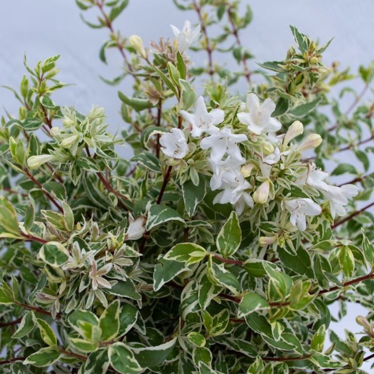 16 Stunning Abelia Varieties That’ll Add Color to Your Yard for Months ...