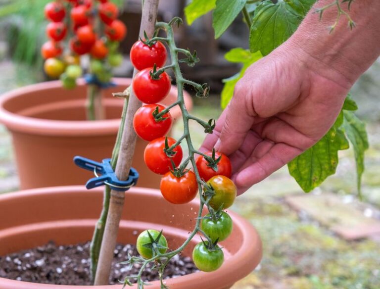 16 Tips to Grow Cherry Tomatoes in Pots That Actually Work - Complete ...