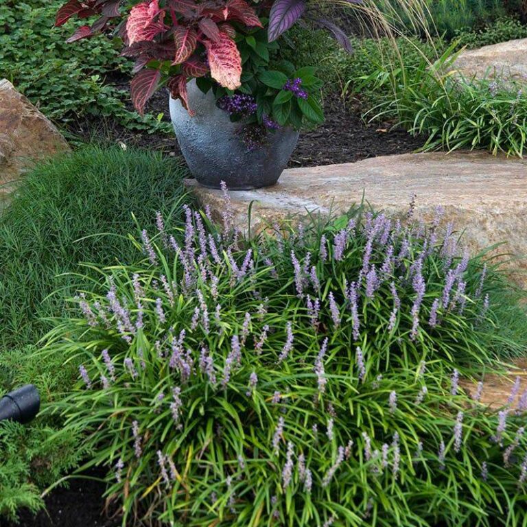 How to Grow Liriopes: The Complete Plant Guide - Complete Gardening