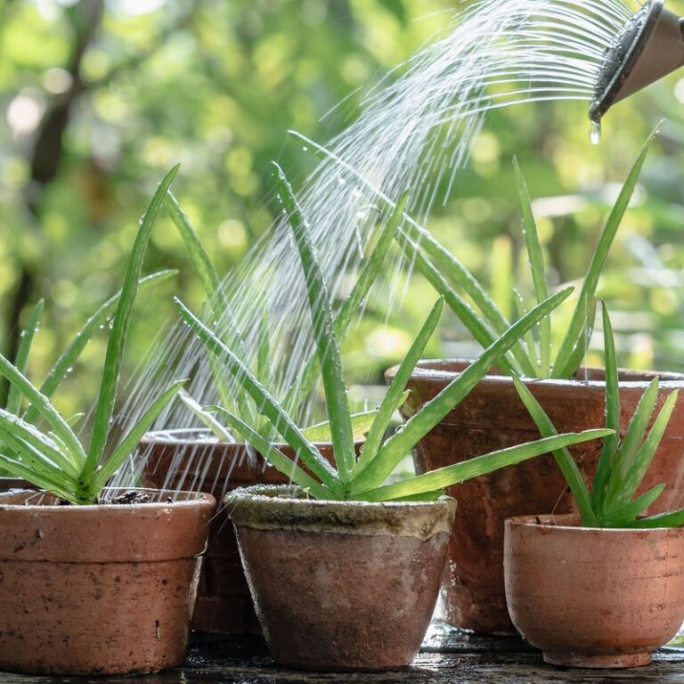 Skip These 7 Aloe Propagation Mistakes — Try These 8 Proven Methods ...