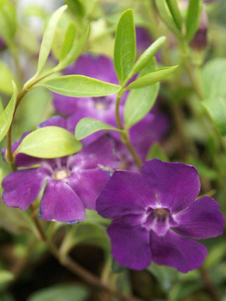 I Tried 15 Periwinkle Varieties in My Front Yard - Here's What I ...