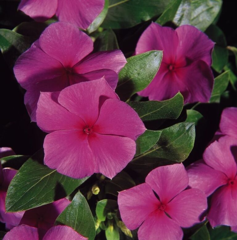 I Tried 15 Periwinkle Varieties in My Front Yard - Here's What I ...