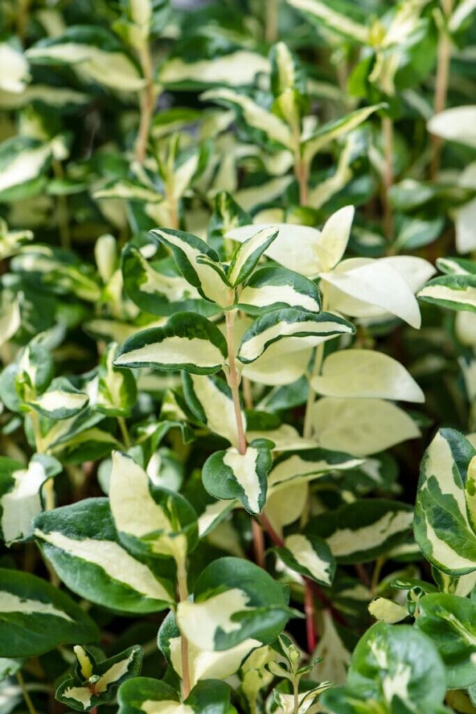 I Tried 15 Periwinkle Varieties in My Front Yard - Here's What I ...