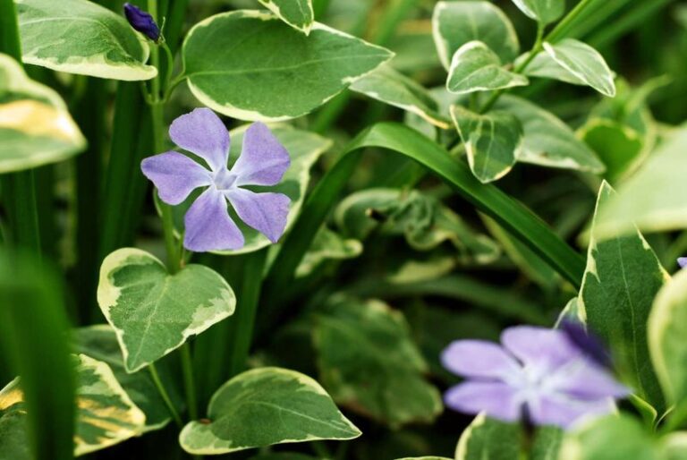 I Tried 15 Periwinkle Varieties in My Front Yard - Here's What I ...