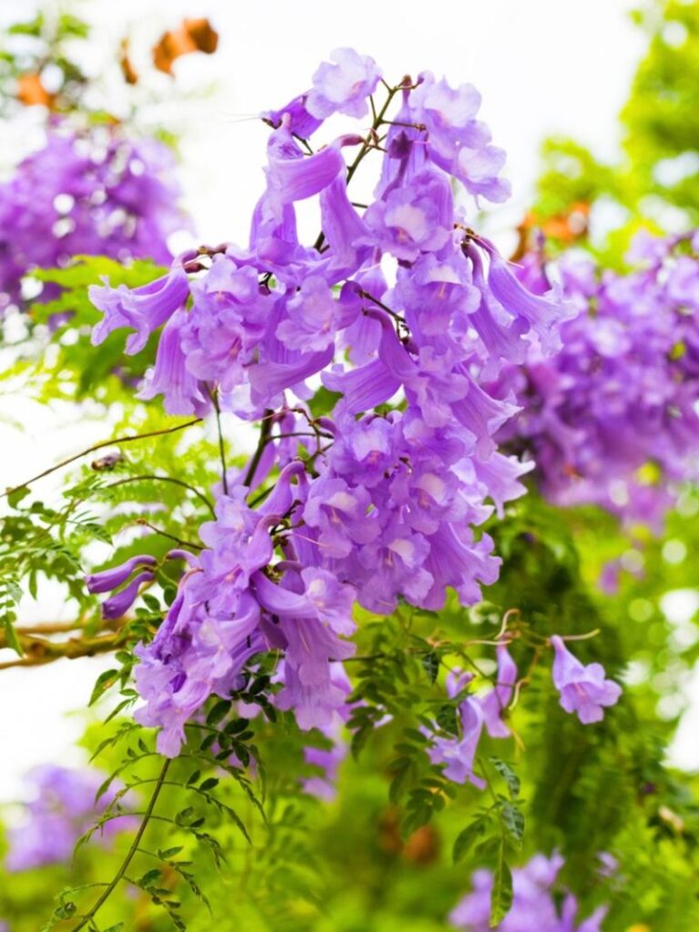 Want a More Colorful Garden? These 20 Purple Trees Can Help - Complete ...