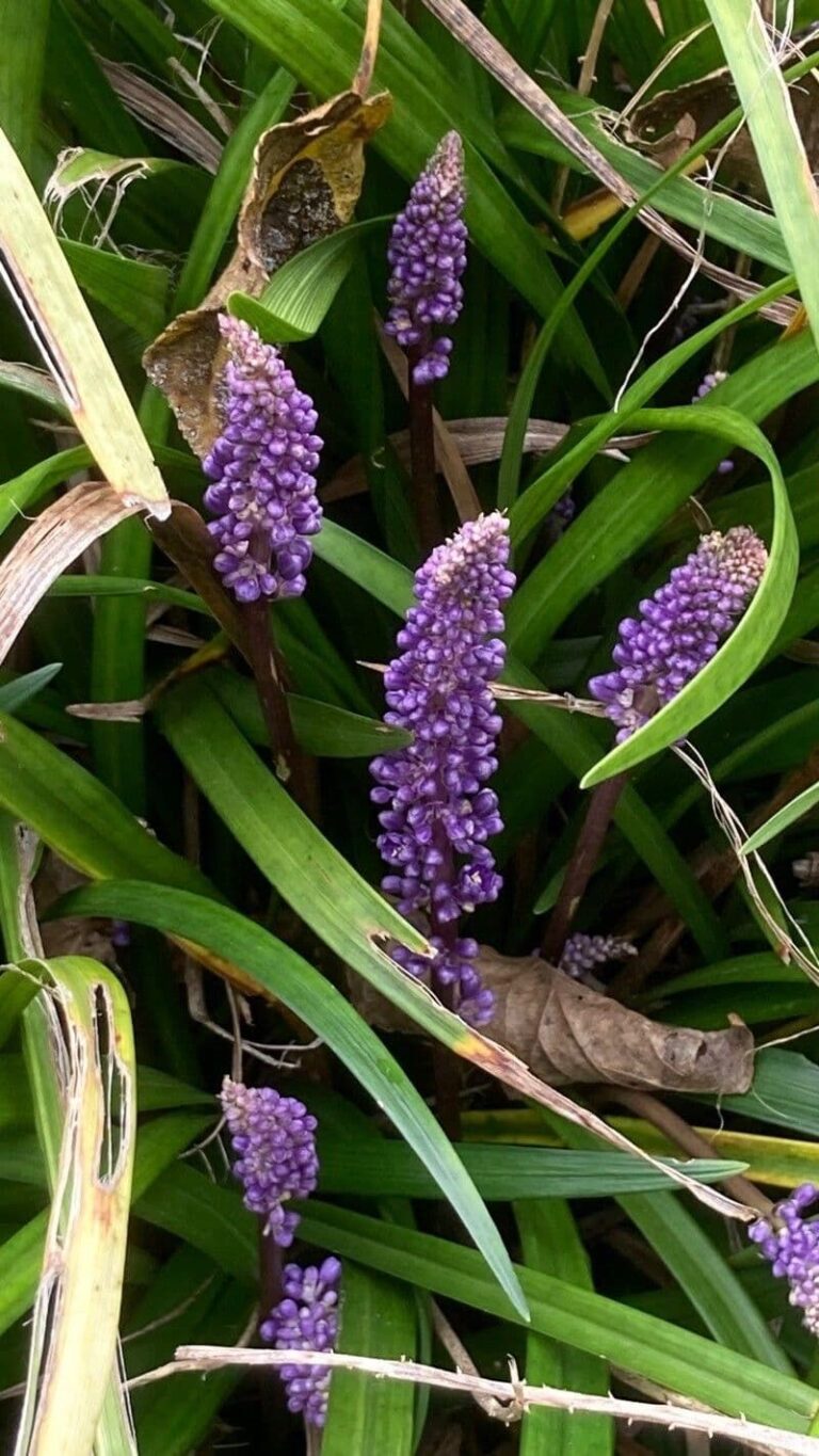 How to Grow Liriopes: The Complete Plant Guide - Complete Gardening