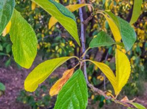 16 Reasons Your Fruit Trees Are Dropping Fruit—and How to Fix It for ...