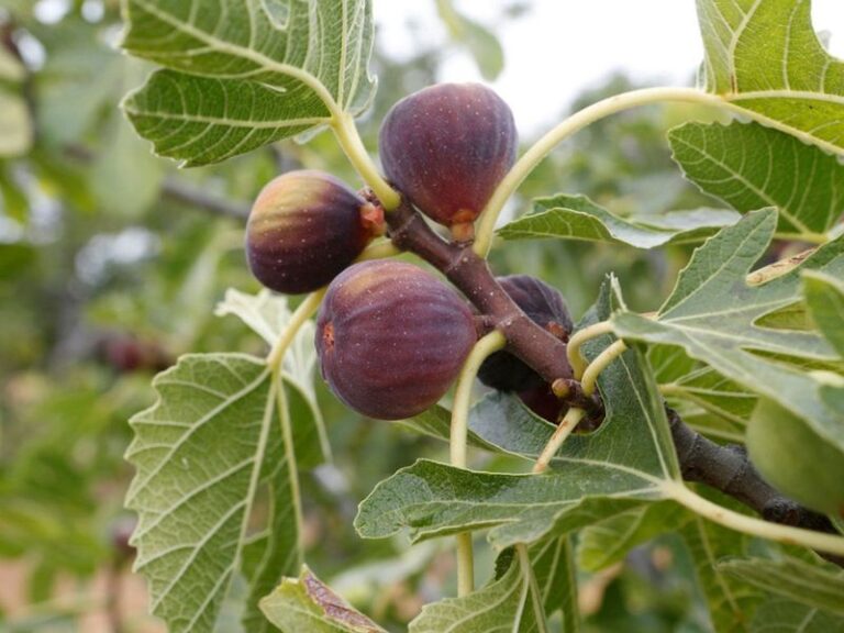 17 Easy Steps To Get Your Fig Tree To Fruit Like Never Before ...