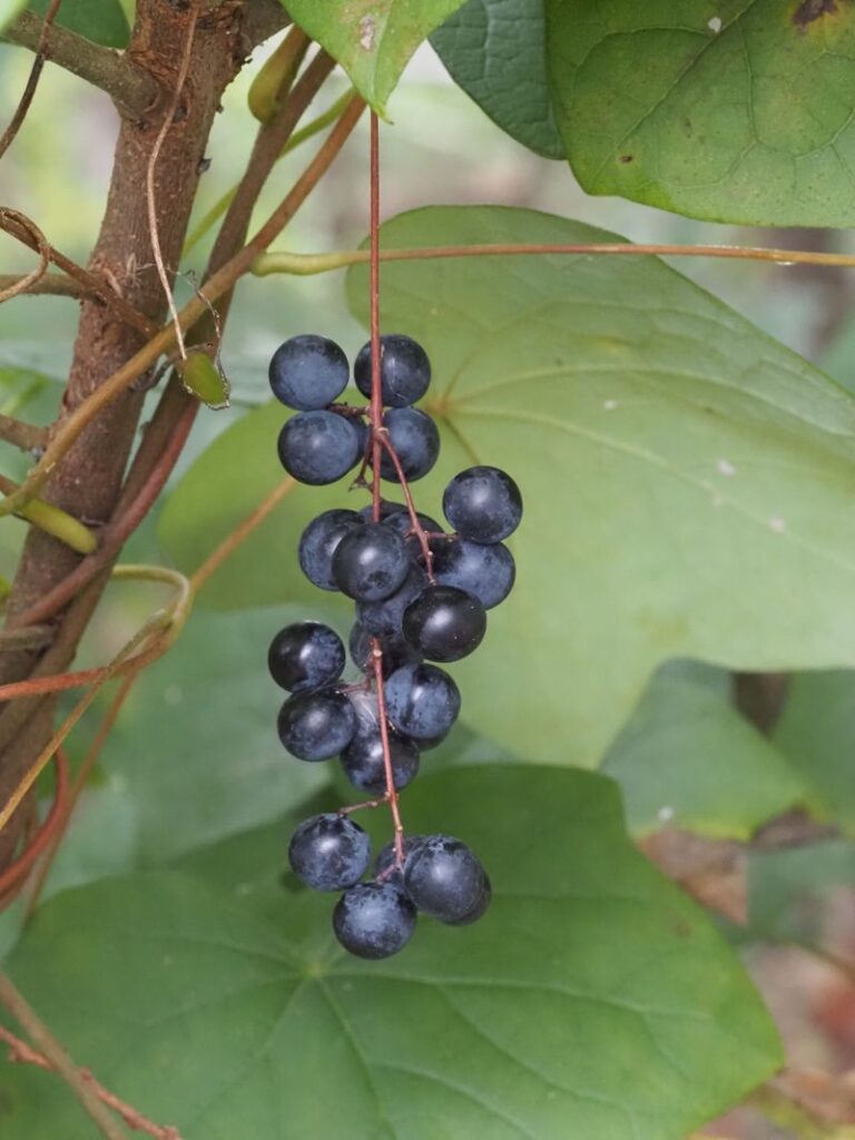 15 Deadly North American Plants That Look Harmless But Kill in Hours ...