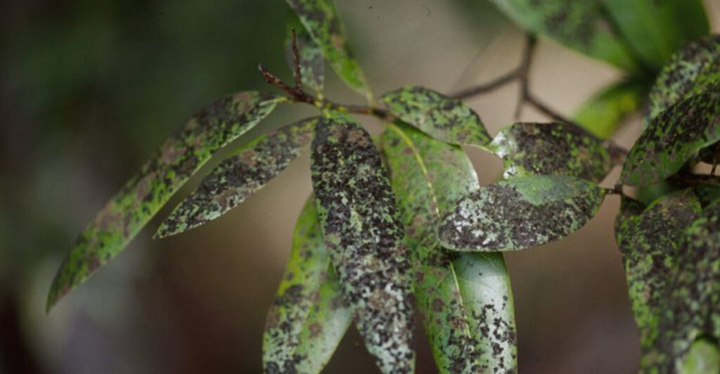 What’s Wrong With Your Azaleas? Identify, Tackle & Prevent Common ...
