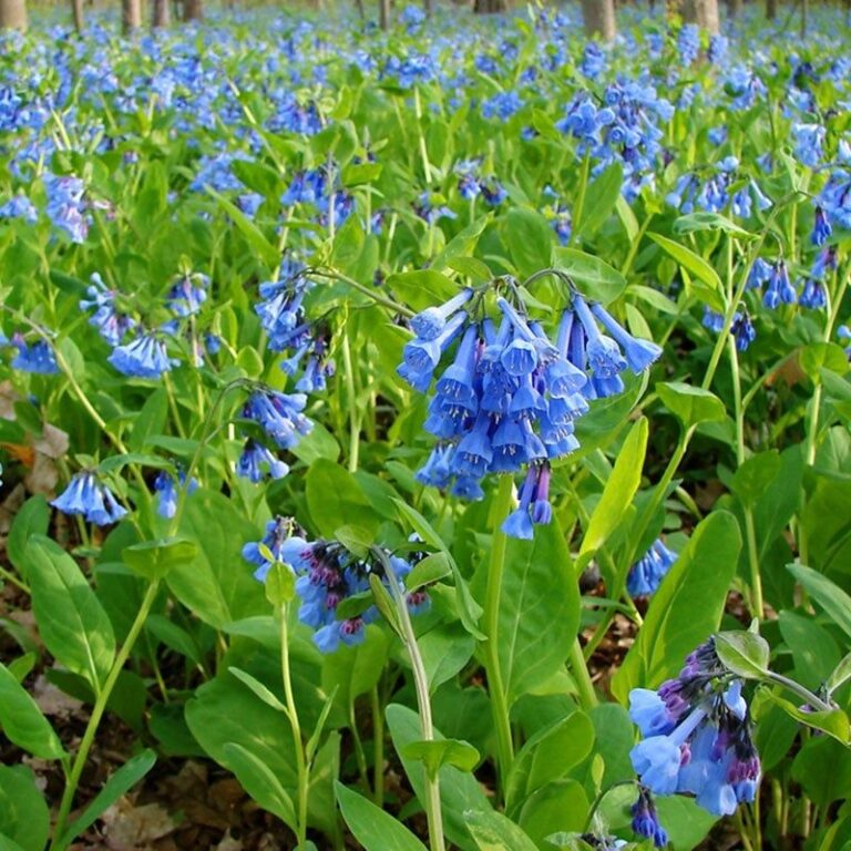20 Shade-Loving Native Annuals and Perennials for Virginia’s Capital ...