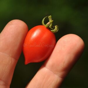 16 Dwarf Tomato Varieties That Thrive In Pots When Started Indoors (And ...