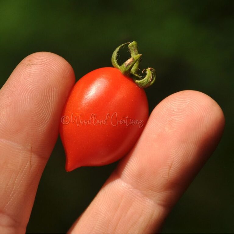 16 Dwarf Tomato Varieties That Thrive In Pots When Started Indoors (And ...