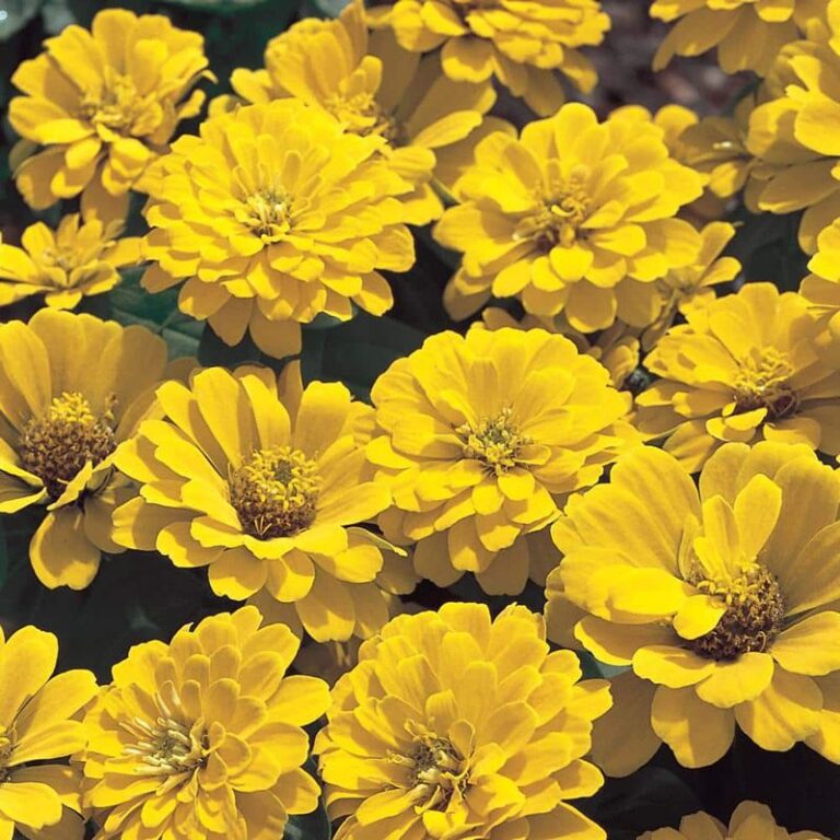 31 Stunning Yellow Perennials That Will Never Leave Your Garden Once ...