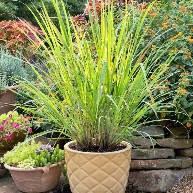 The Best Ornamental Grasses for Containers - Complete Gardening