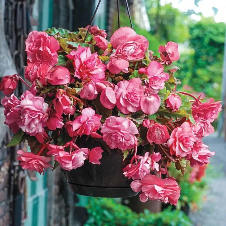 16 Blush Pink Flowers That Transform Any Garden Into a Romantic ...