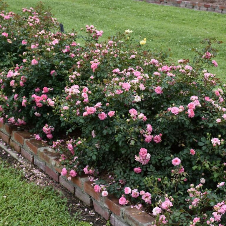20 Rose Varieties That Bloom Nonstop (And Smell Like a Dream ...