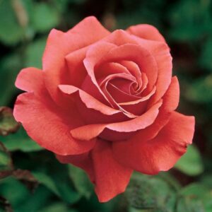 20 Rose Varieties That Bloom Nonstop (And Smell Like a Dream ...