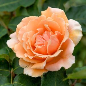 20 Rose Varieties That Bloom Nonstop (And Smell Like a Dream ...