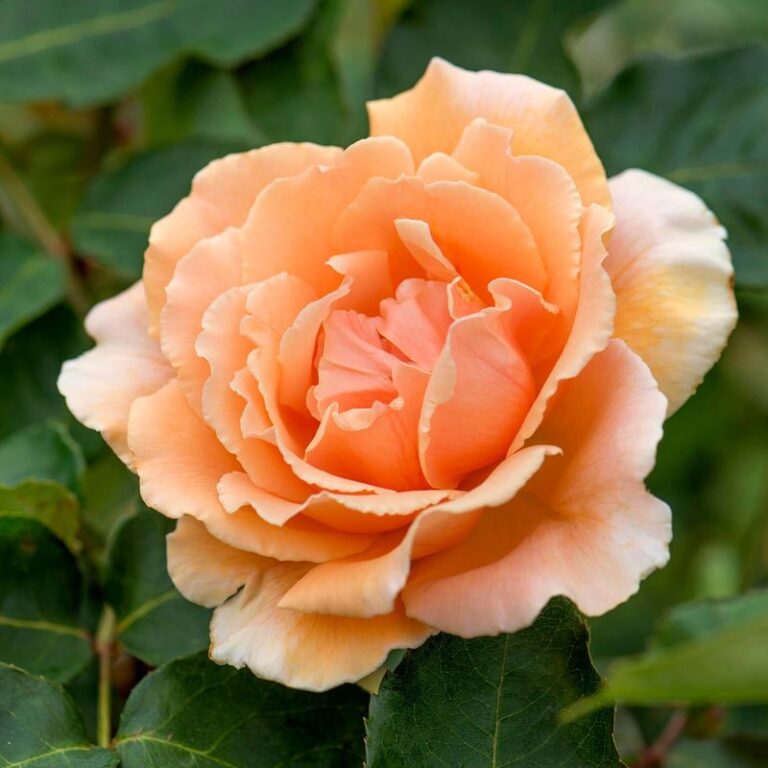 20 Rose Varieties That Bloom Nonstop (And Smell Like a Dream ...