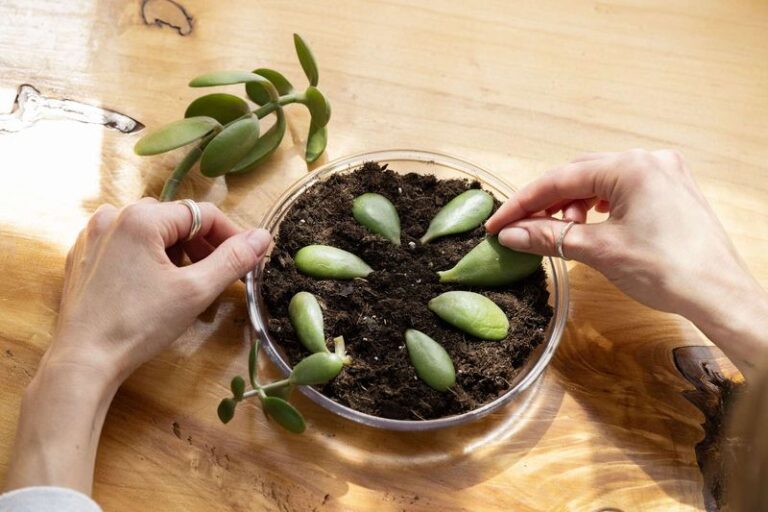 How to Propagate Plants Like a Pro: 10 Easy Methods - Complete Gardening