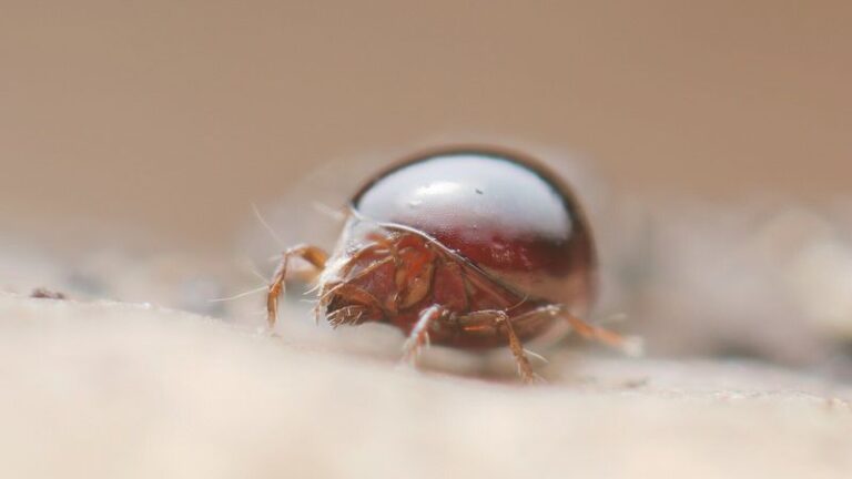 10 Common Soil Mite Species and How to Manage Them - Complete Gardening