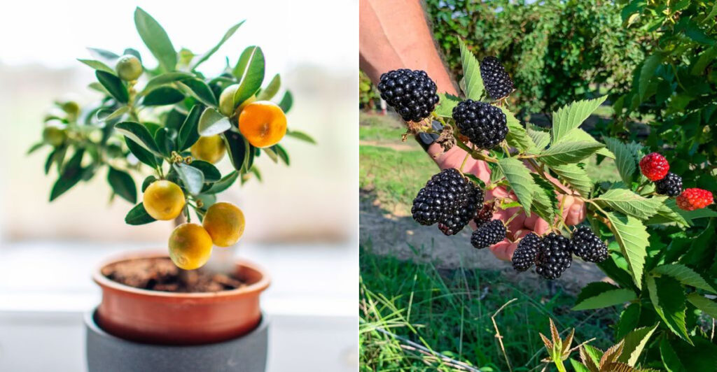 10 Fruits You Can Grow Without a Backyard and 10 That Need More Space ...
