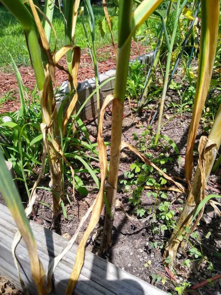 10 Garlic Harvesting Secrets for Year-Round Flavor - Complete Gardening