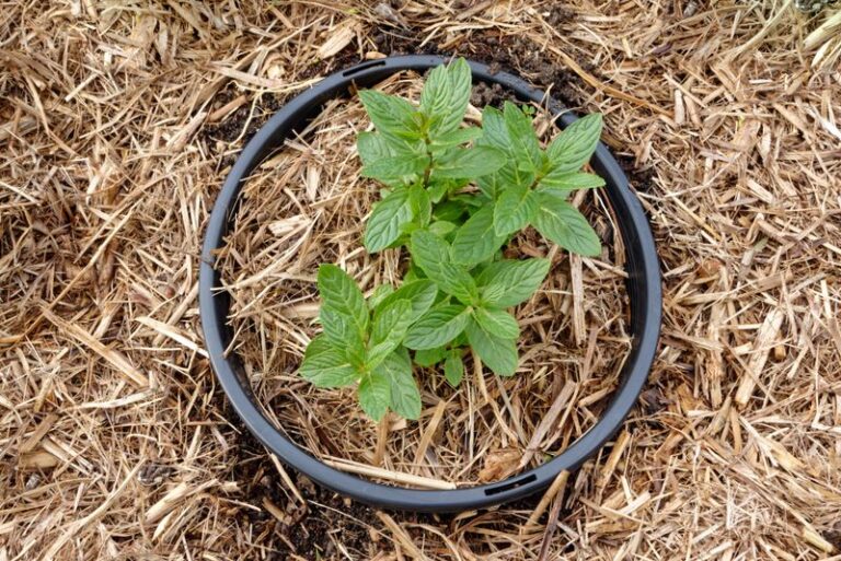 10 Perennials That Spread Too Aggressively (And 10 That Stay in Line ...