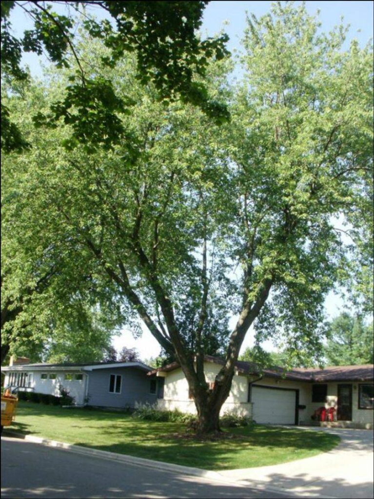 10 Popular Texas Trees That Actually Damage Your Yard (And Safer ...