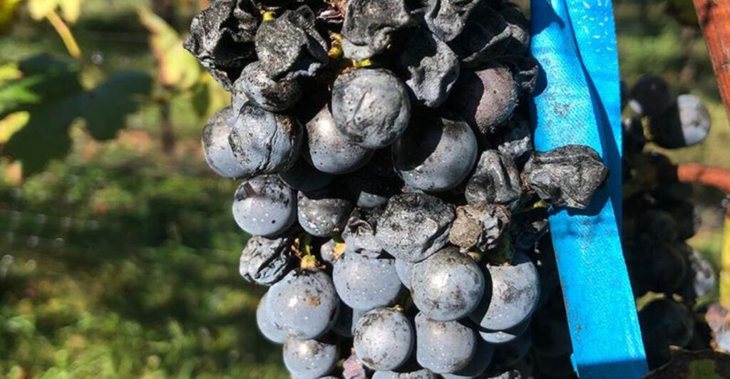 10 Unusual Garden Chemicals You’ve Probably Never Heard Of - Complete ...