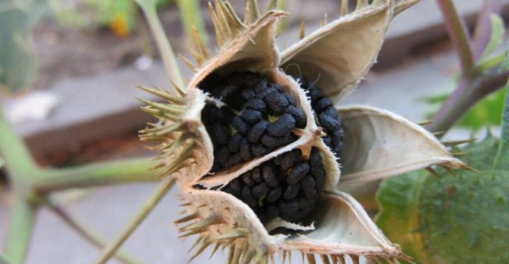 10 of The World’s Most Dangerous Garden Plants (Handle With Care ...