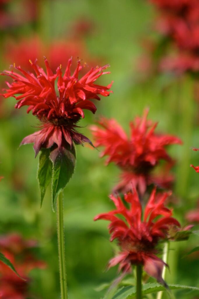 12 Beautiful Plants That Attract Pollinators in Pennsylvania Gardens ...