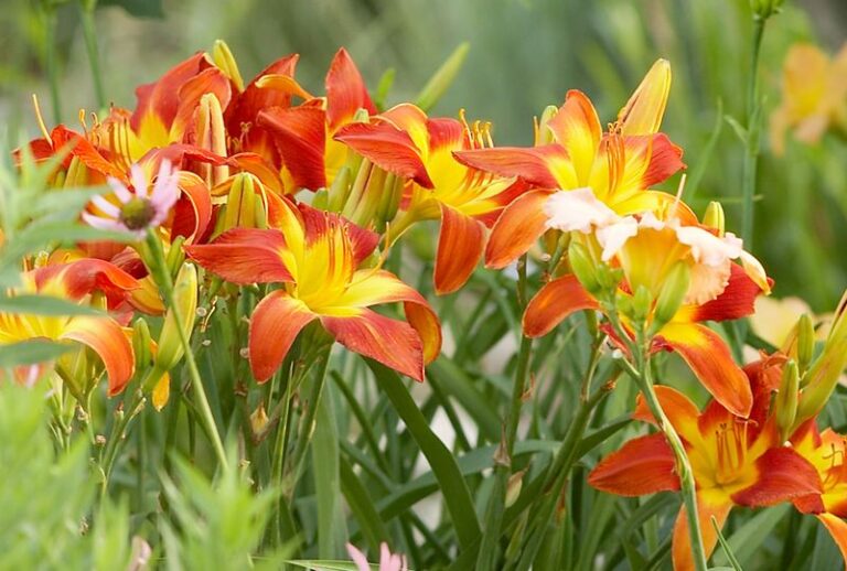 12 Perennials That Bloom from Spring to Fall and 8 That Never Stop ...