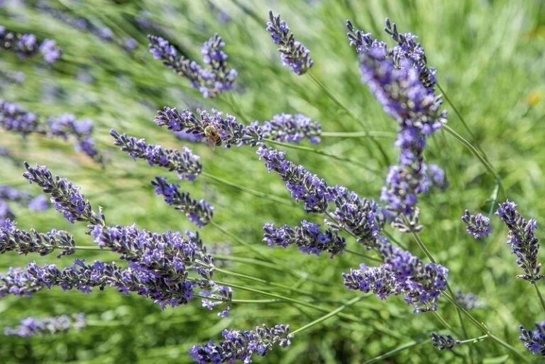 12 Plants You Should Never Water, Fertilize, or Prune in Summer (Yet Most Gardeners Still Do ...