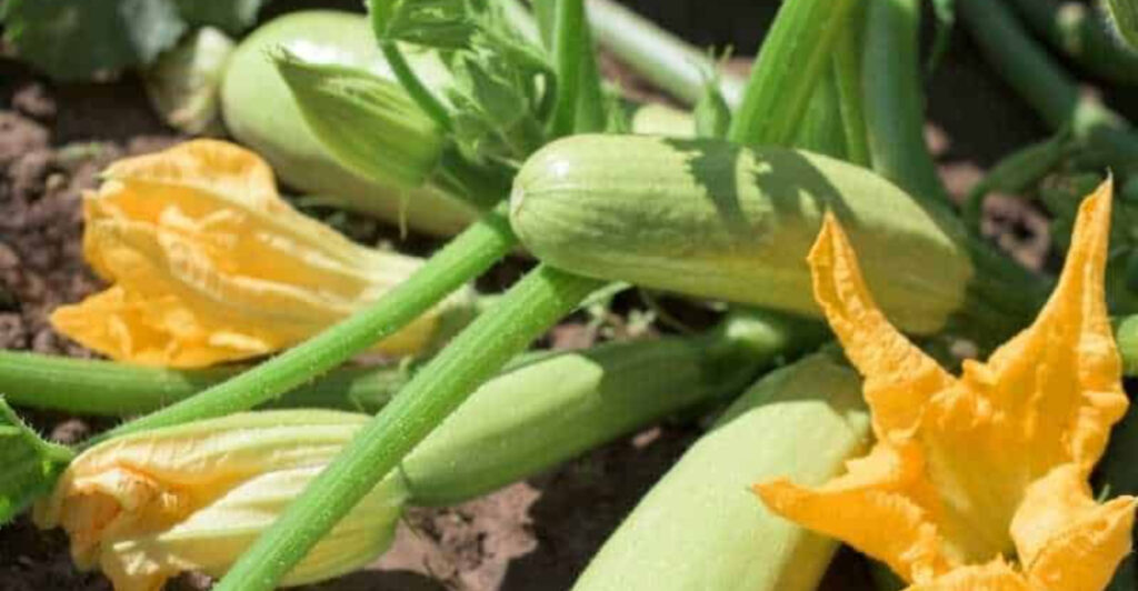 12 Quick-Growing Crops You Can Still Plant and Pick This Season ...