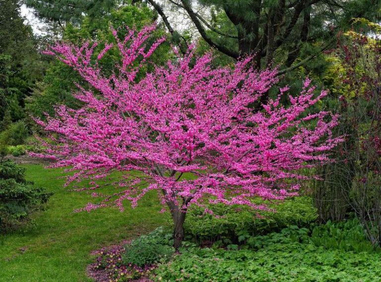 12 Compact Shade Trees Perfect for Texas Yards — Safe for Pipes, Big on ...