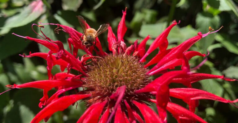 14 Easy Landscaping Plants That Love Wisconsin’s Changing Seasons ...