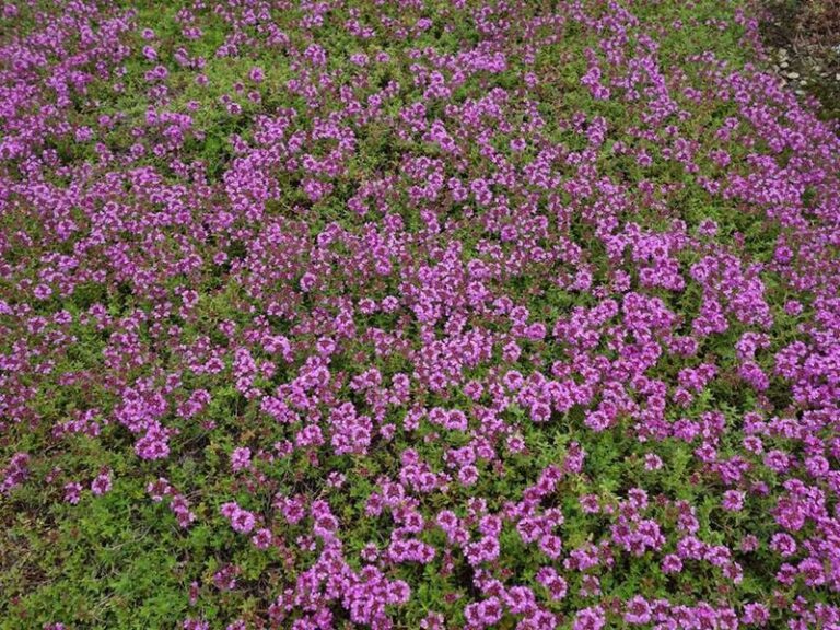 14 Best Ground Covers for Missouri That Naturally Eliminate Weeds — No ...