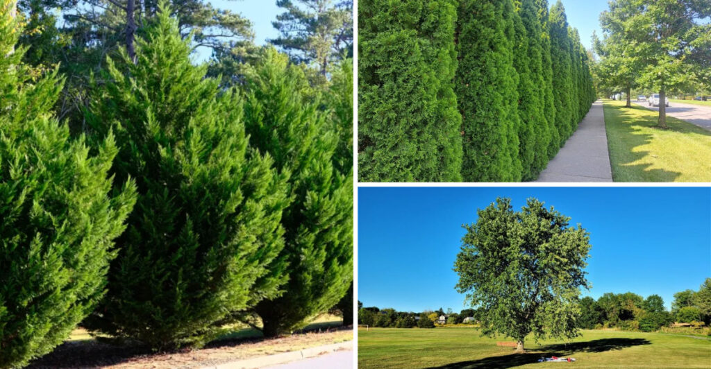 15 Fast-Growing Trees for Privacy - Complete Gardening