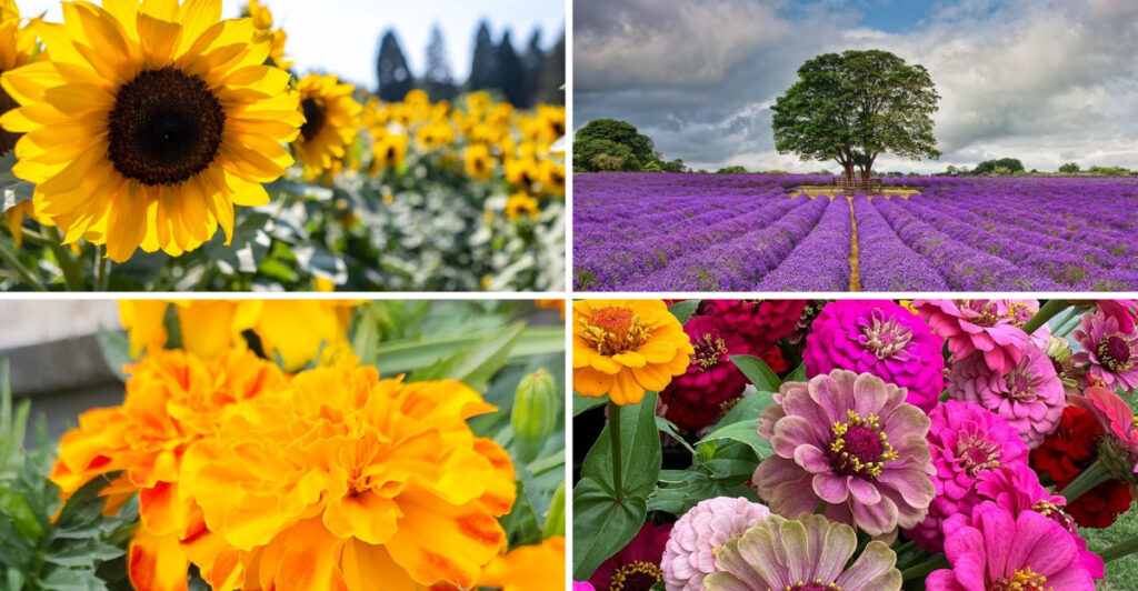 15 Flowers To Grow For The Summer Solstice - Complete Gardening