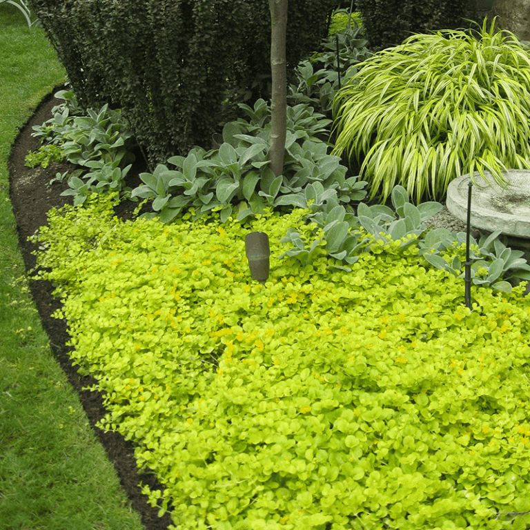 15 Ground Covers That Beat Mulch in Georgia’s Clay Soil — Low ...