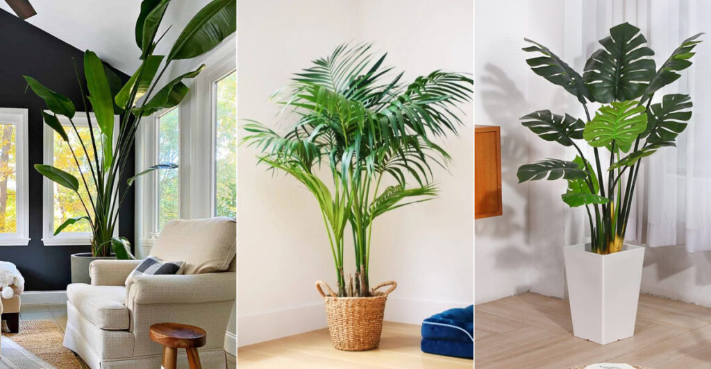 15 One-Plant Wonders (Stunning Solo Statement Plants) - Complete Gardening