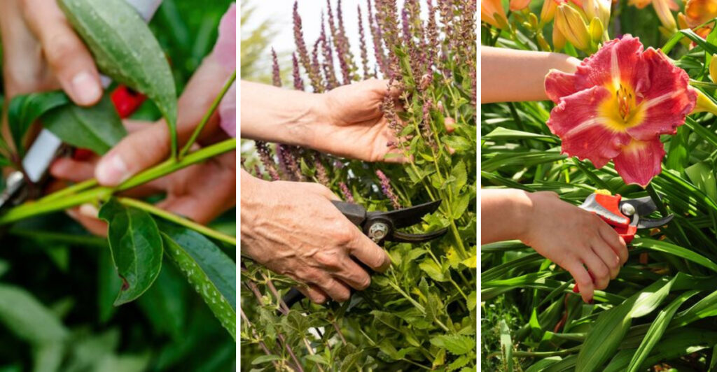 15 Perennials to Cut Back Now (For Even More Flowers!) - Complete Gardening