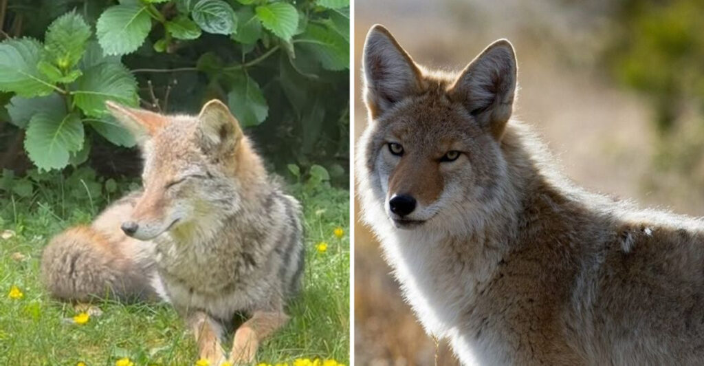 15 Things You Should Do If A Coyote Shows Up In Your Yard (And 3 You ...