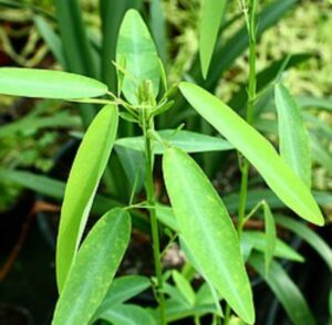 17 Dancing Plants That Will Make You Question Everything About Nature ...