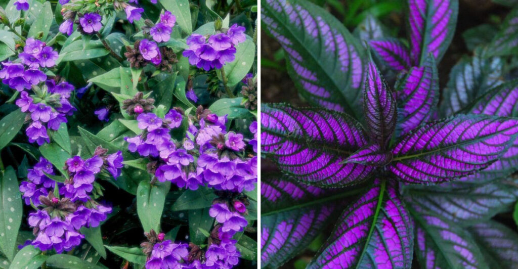 17 Shade Plants That Bloom - And 7 That Just Pretend To - Complete ...
